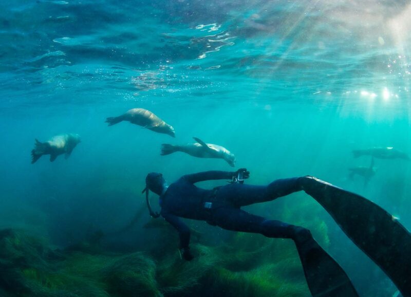 Dive California | San Diego Scuba Diving Tours and Freediving Courses