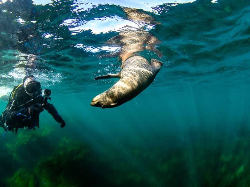 San Diego Scuba Diving Tours: Guided Dives in La Jolla | Dive California