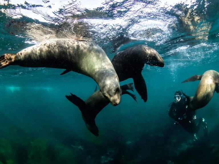 San Diego Scuba Tours: La Jolla Dives | Dive California