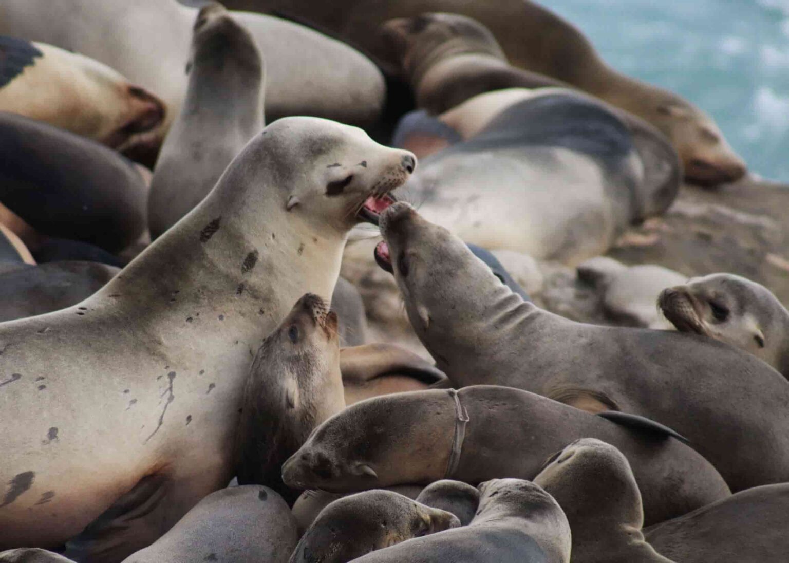 San Diego Sea Lions and Seals: A Guide and 5 Reasons to View Them in Water