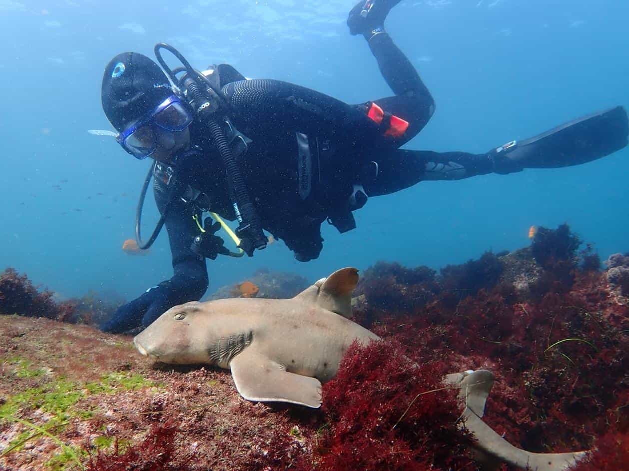 Horn Sharks: 10 Reasons Why They're So Cute
