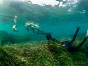 Dive California | San Diego Scuba Diving Tours and Freediving Courses