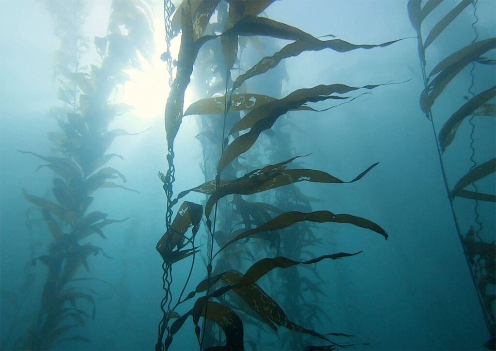 Dive California | San Diego Scuba Diving Tours and Freediving Courses