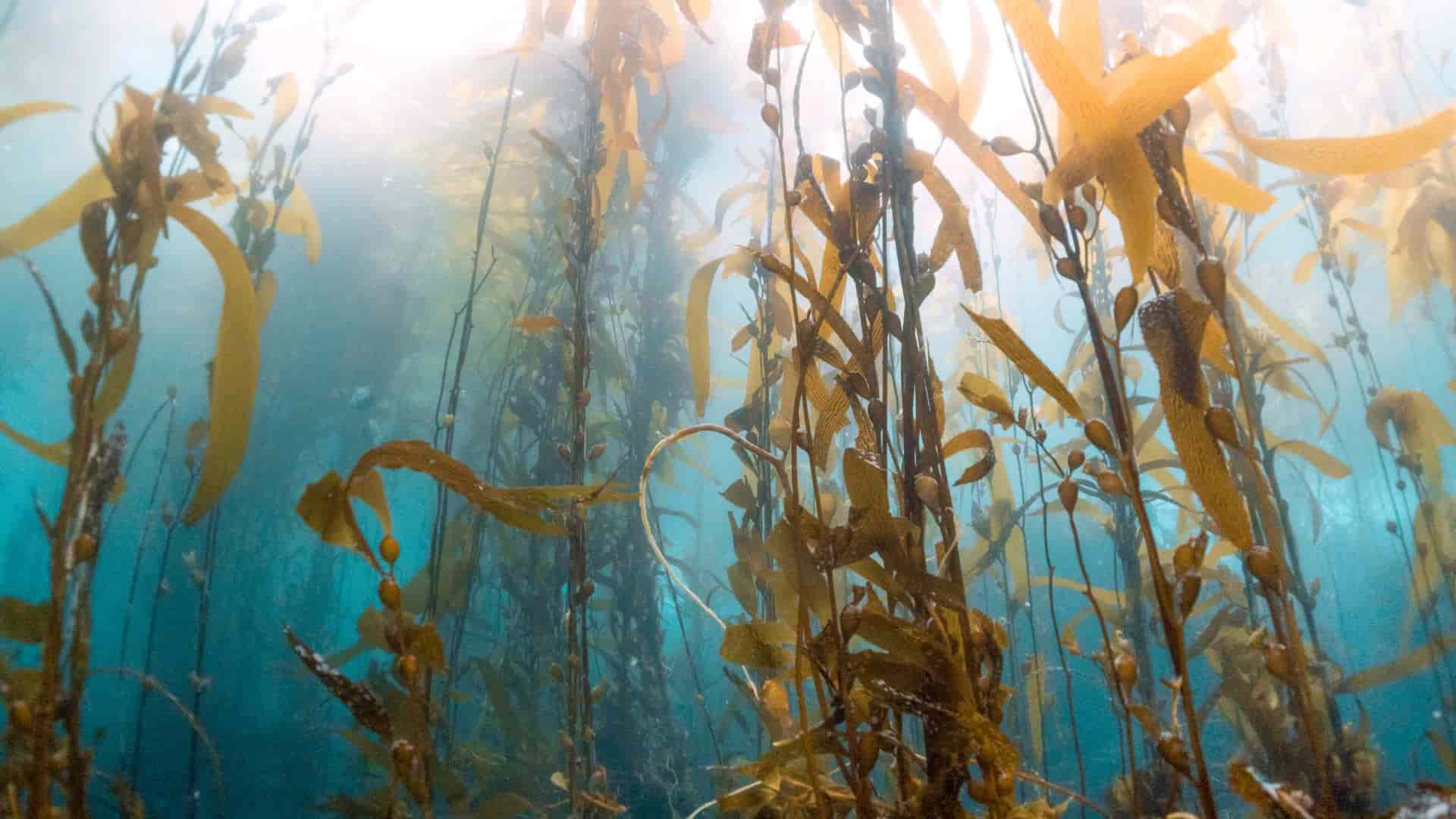 California Scuba Diving | Best Places to Scuba Dive in the Golden State